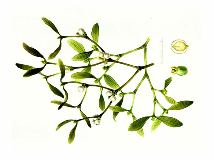 Imela - Viscum album - Pharmacy & BIO